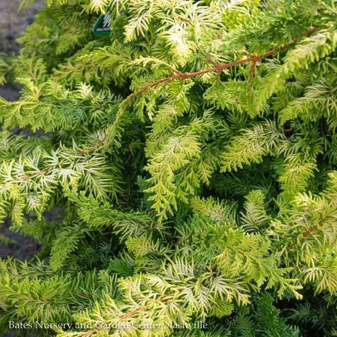 #6 Chamaecyparis obt Fernspray Gold/Hinoki Falsecypress #6 Chamaecyparis obt Fernspray Gold/Hinoki Falsecypress
