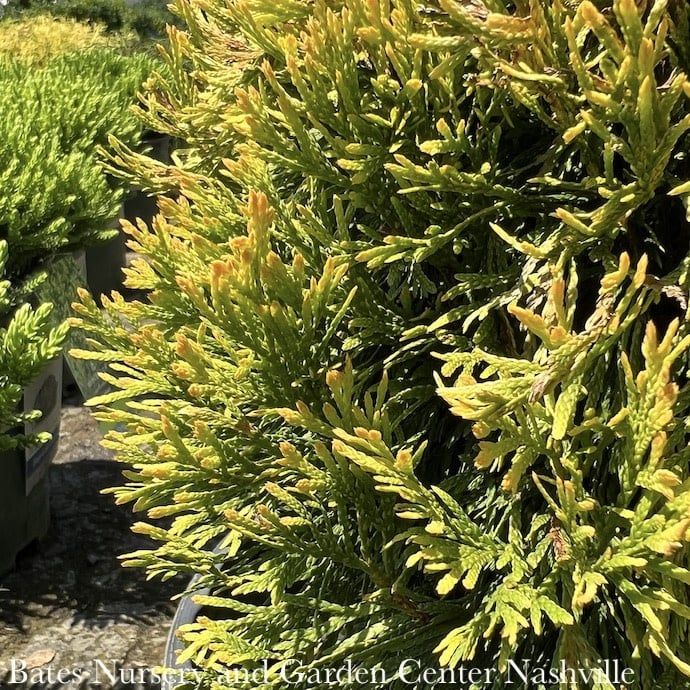 #2 Thuja occ PW Filips Magic Moment/Compact Upright Arborvitae