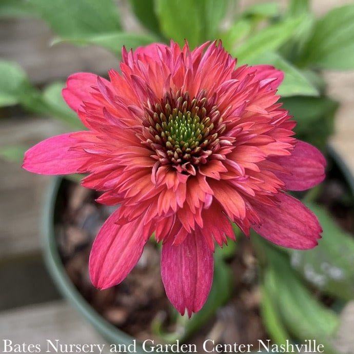 #1 Echinacea Sunny Days Ruby Double/Coneflower
