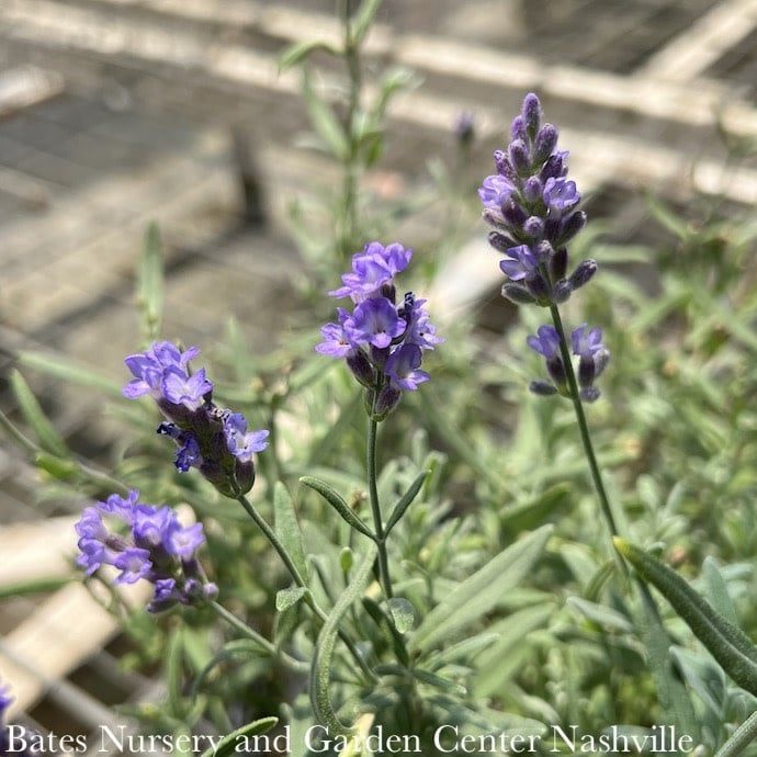 #1 Lavandula ang SuperBlue/ English Lavender - No Warranty