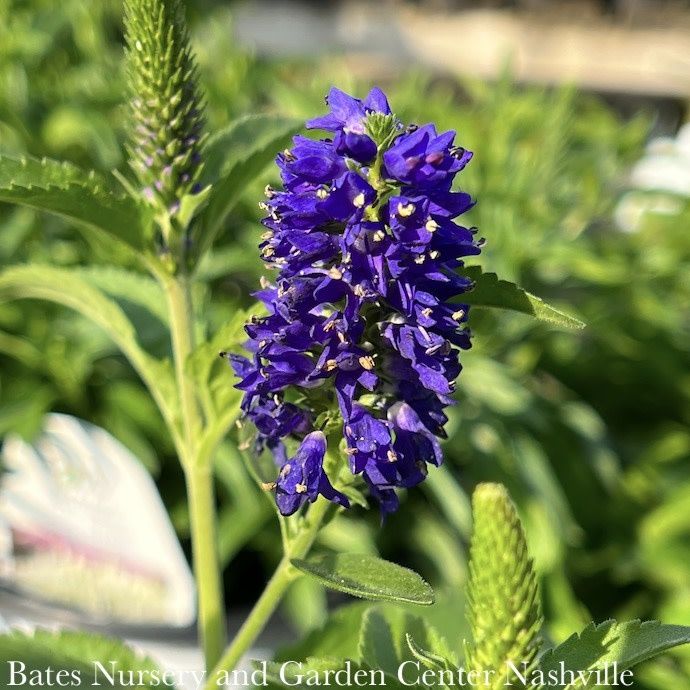 #1 Veronica Vernique 'Dark Blue'/ Speedwell