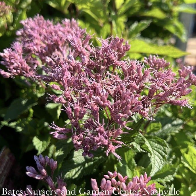 #1 Eutrochium (Eupatorium) pur Euphoria 'Ruby'/ Compact Sweet Joe Pye ...