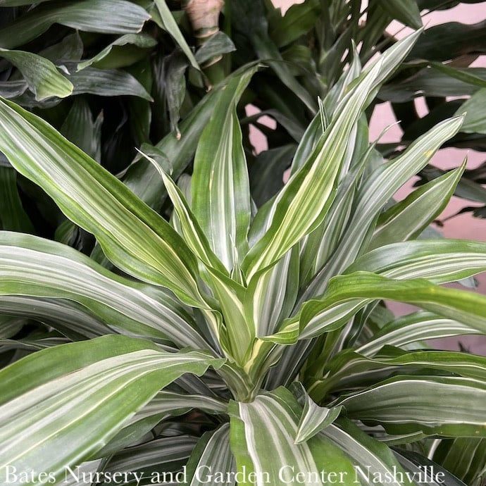 10p! Dracaena Ulises/Ulysses Cane 3.2.1 /Tropical