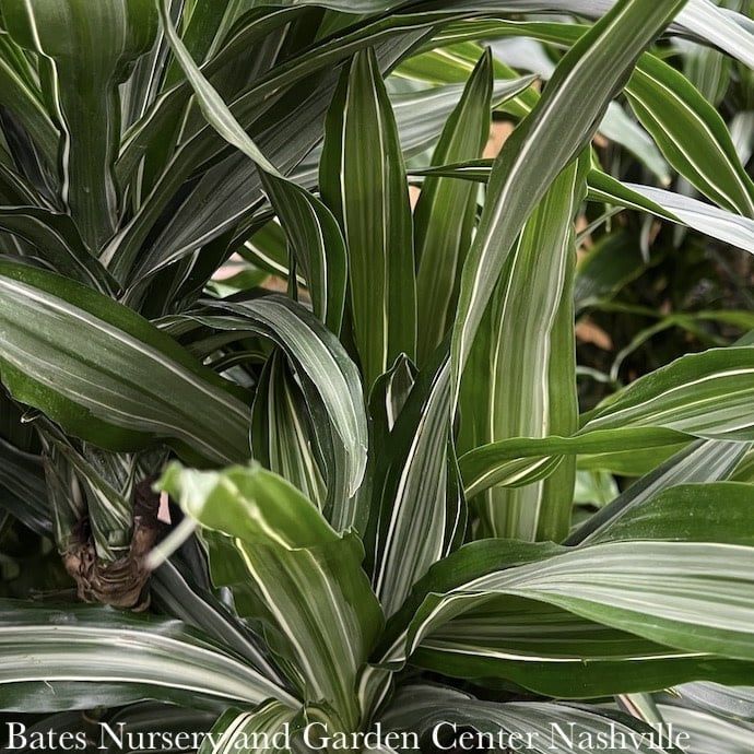 10p! Dracaena Ulises/Ulysses Cane 3.2.1 /Tropical