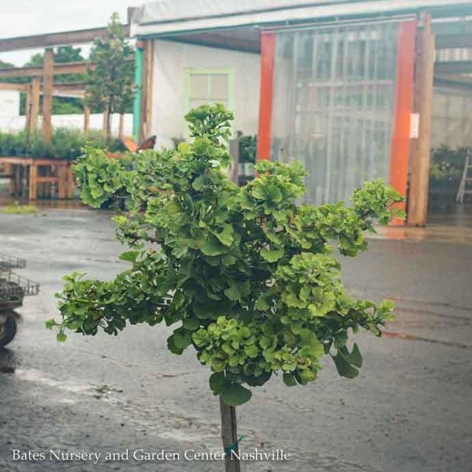 Topiary Patio Tree #1 24" Ginkgo bil Mariken/ Dwarf Maidenhair Tree (male)