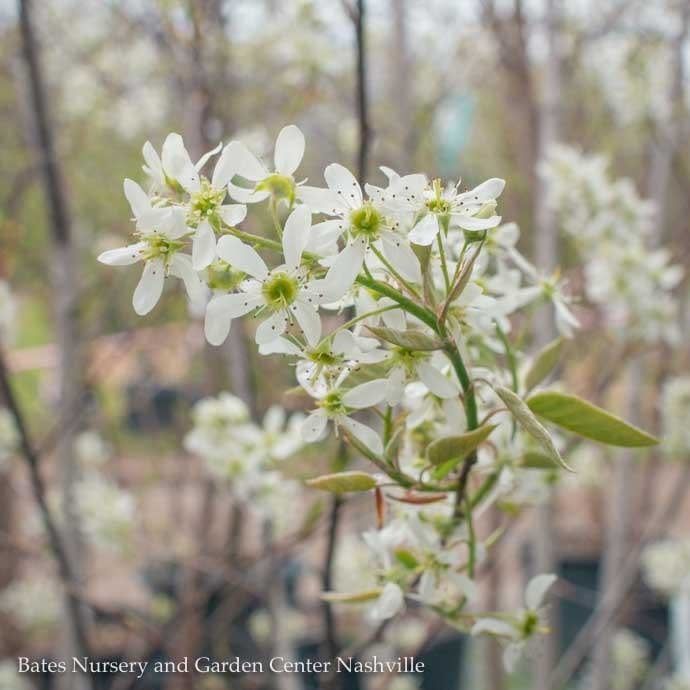 #7 Amelanchier x grandiflora Autumn Brilliance/ Apple Serviceberry ...