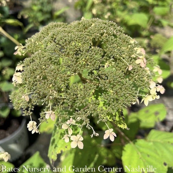 #3 Hydrangea arb AB Pinky Pollen Ring/ Smooth Pink (Annabelle Type ...