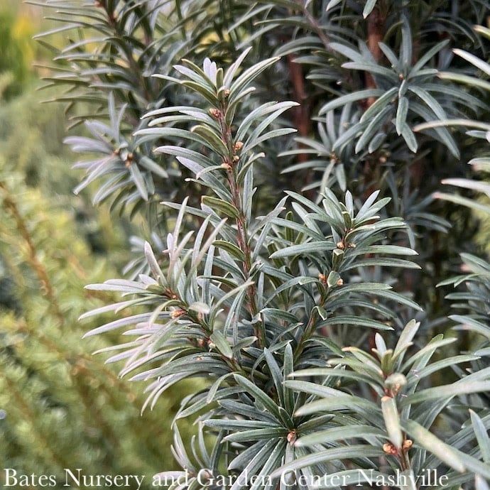 #10 Taxus x Maureen/ Columnar Upright Yew