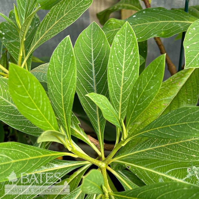 #3 Edgeworthia chrys Winter Gold/ Paperbush