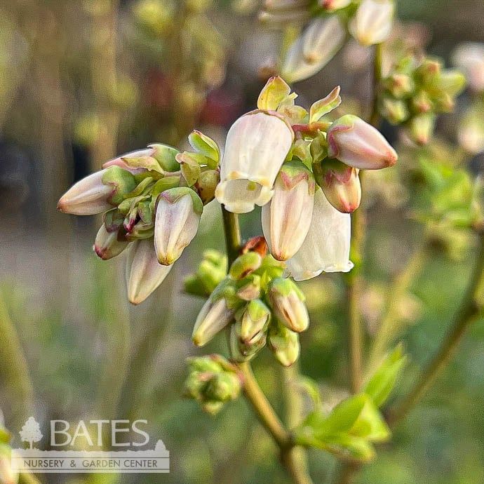 Edible #3 Vaccinium cory Bluecrop/ Northern Highbush Blueberry Native (TN)