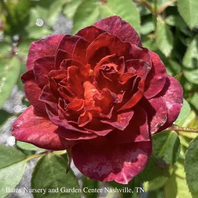 #2 Rosa Midnight Fire/ Red Miniature Rose - No Warranty