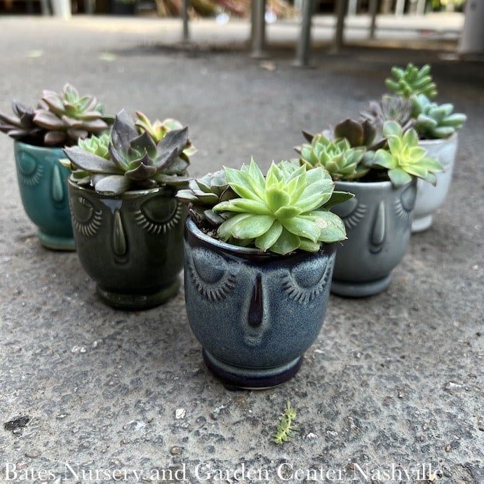 3P Face Pot w/ Succulents