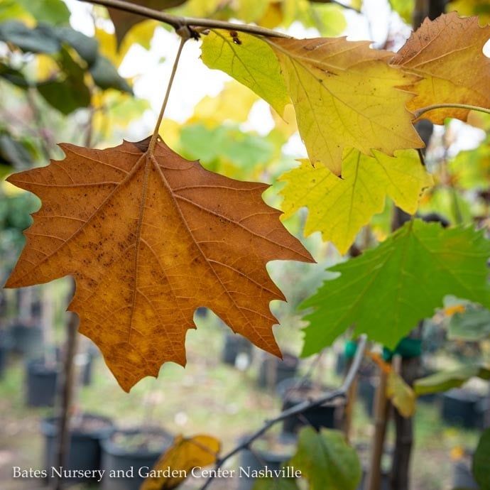 #7 Platanus x acerifolia Exclamation/ London Planetree