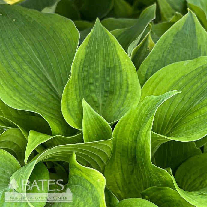 #1 Hosta Climax/ Variegated Green, Gold