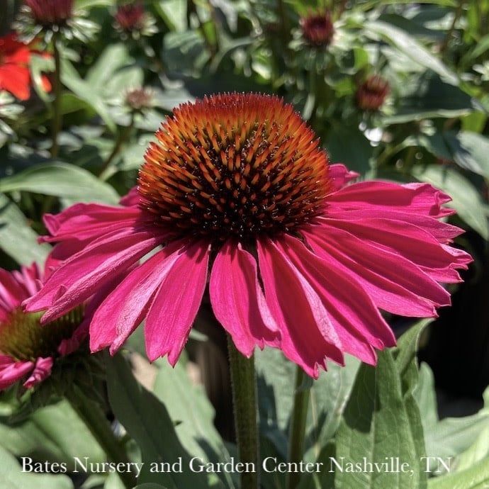 #1 Echinacea x Kismet 'Raspberry'/ Dwarf Pink Coneflower