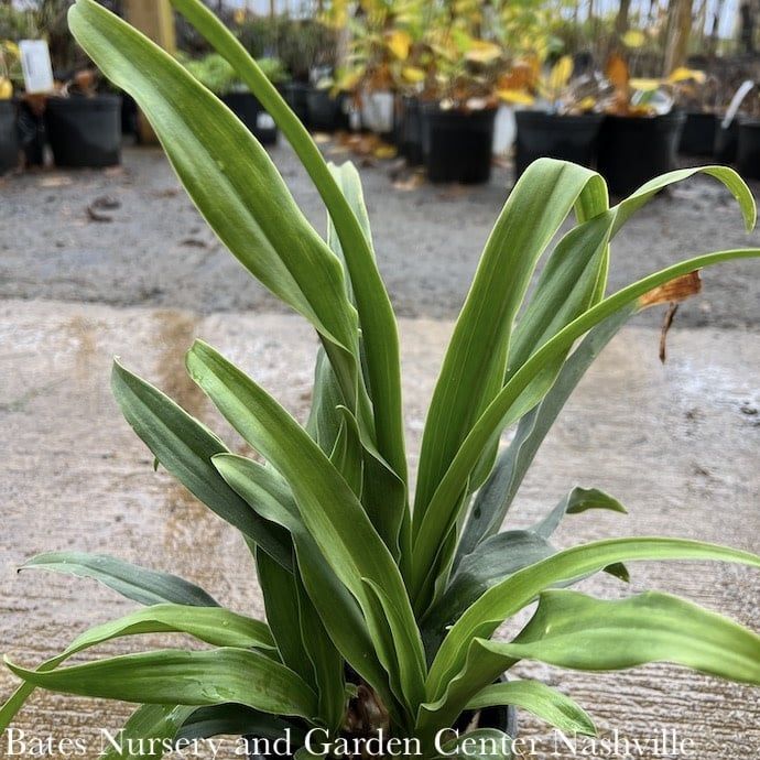 QP Rohdea japonica/ Sacred Lily