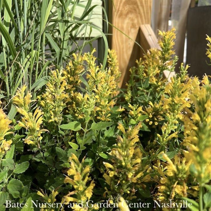 #1 Agastache x Poquito Butter Yellow/ Hummingbird Mint