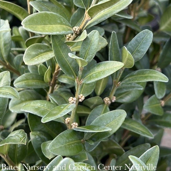 #7 Buxus Dee Runk/ Upright Boxwood