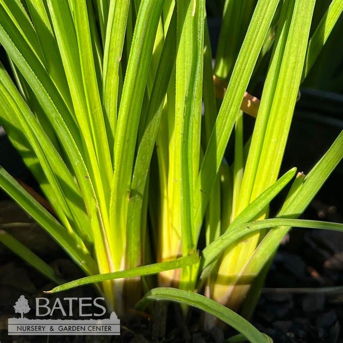 #1 Kniphofia uv Flamenco Mix/ Red Hot Poker