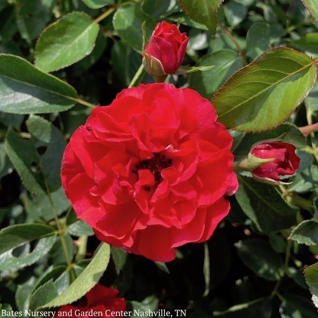 #2 Rosa Nitty Gritty 'Red'/ Groundcover Rose - No Warranty