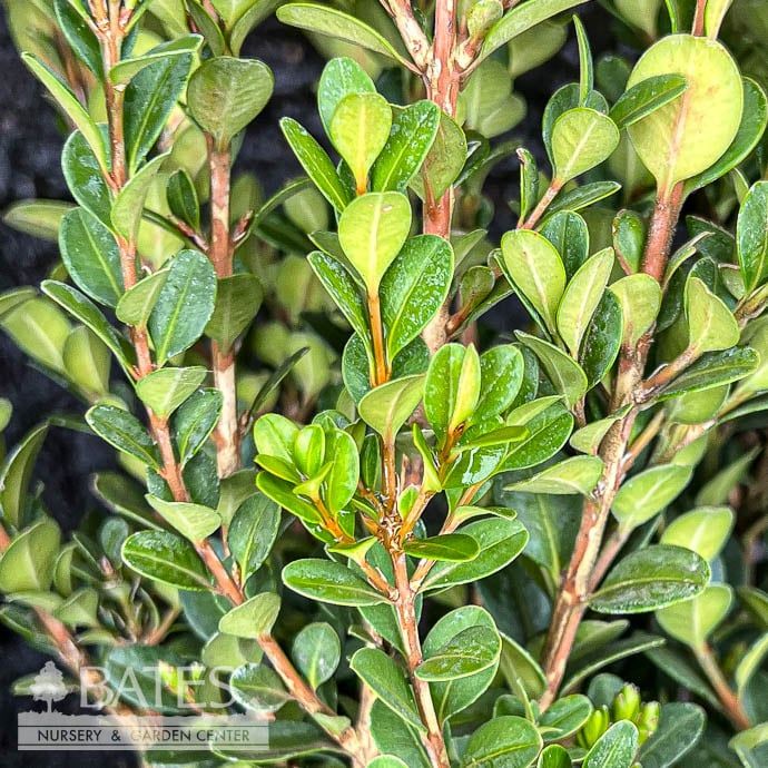 #2 Buxus micro SL Winterstar/ Boxwood