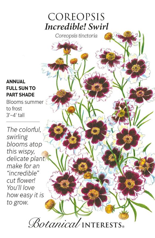Seed Flwr Coreopsis x Incredible! Swirl/Tickseed