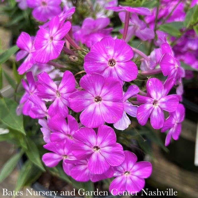 #1 Phlox pan Flame Pro 'Violet Charm'/ Dwarf Upright Native (TN)