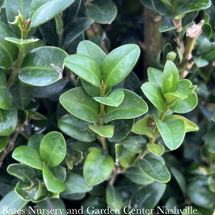 3-4' Buxus sempervirens 'Fastigiata'/Columnar Boxwood