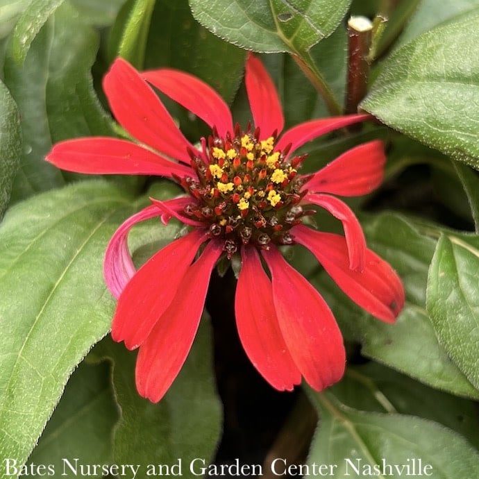 #1 Echinacea x Panama Red/ Coneflower