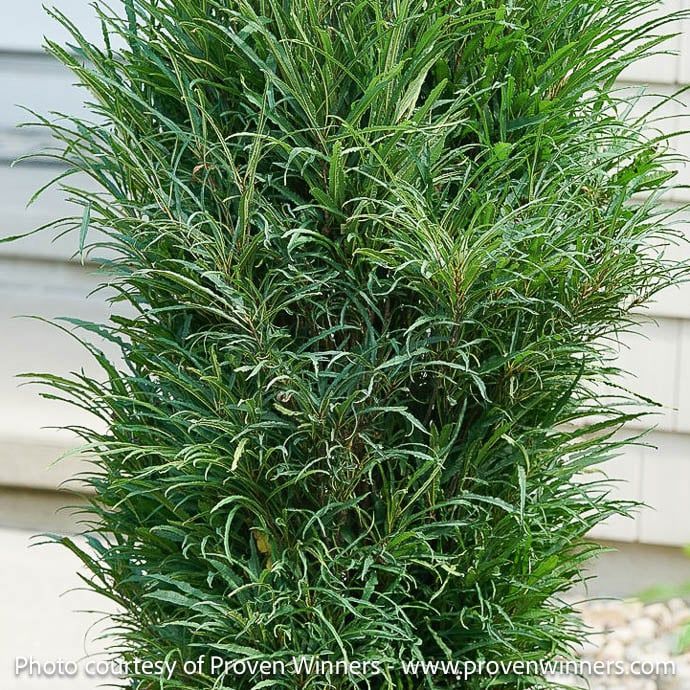 #2 Rhamnus frang Fine Line Improved/ Columnar Buckthorn