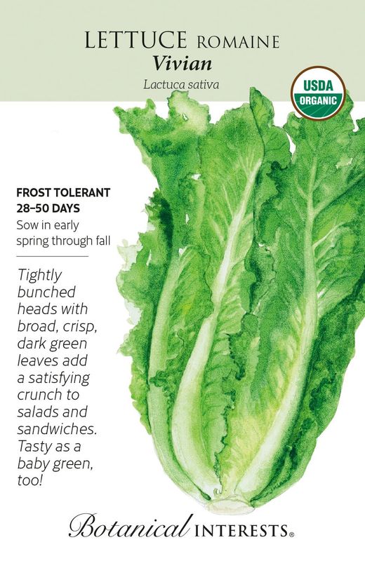 Seed Veg Lettuce Romaine Vivian Organic - Lactuca sativa