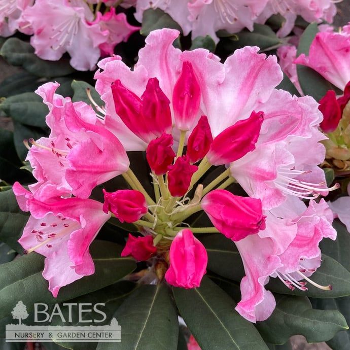 #3 Rhododendron x PW Dandy Man Color Wheel - No Warranty