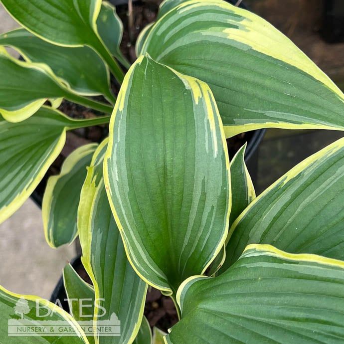 #1 Hosta Drop-dead Gorgeous