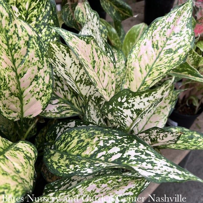 5p! Aglaonema Pink Princess / Chinese Evergreen /Tropical
