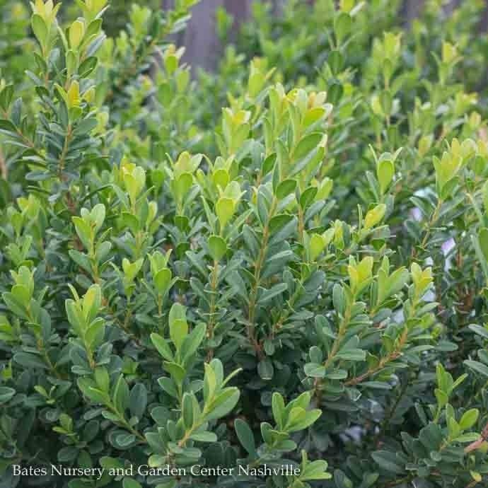 #2 Buxus SL Baby Jade/ Dwarf Boxwood