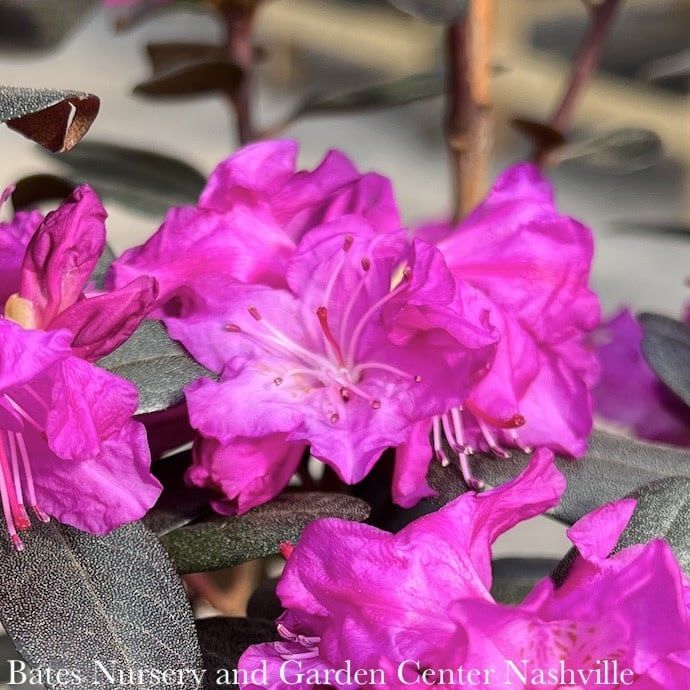 #3 Rhododendron x PJM Elite STAR/ dark pink - No Warranty