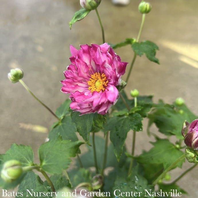 #1 Anemone 'Fall in Love Sweetly'/Japanese Deep Pink
