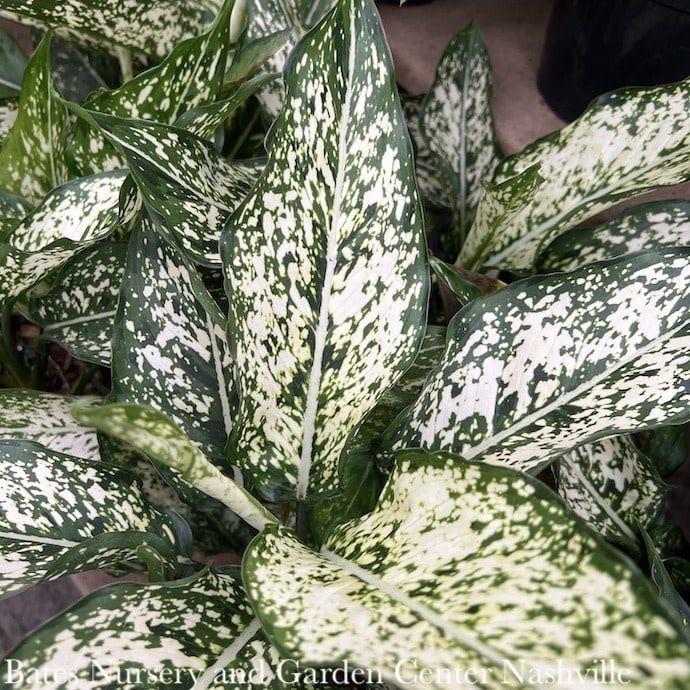 5p! Aglaonema Spring Snow / Chinese Evergreen /Tropical