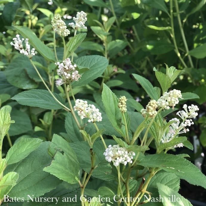 #3 Ceanothus americanus/ New Jersey Tea Native (TN)