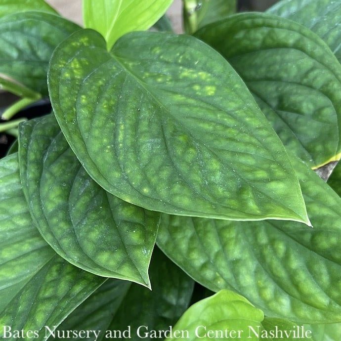 4p! Philodendron /Monstera Siam /Tropical