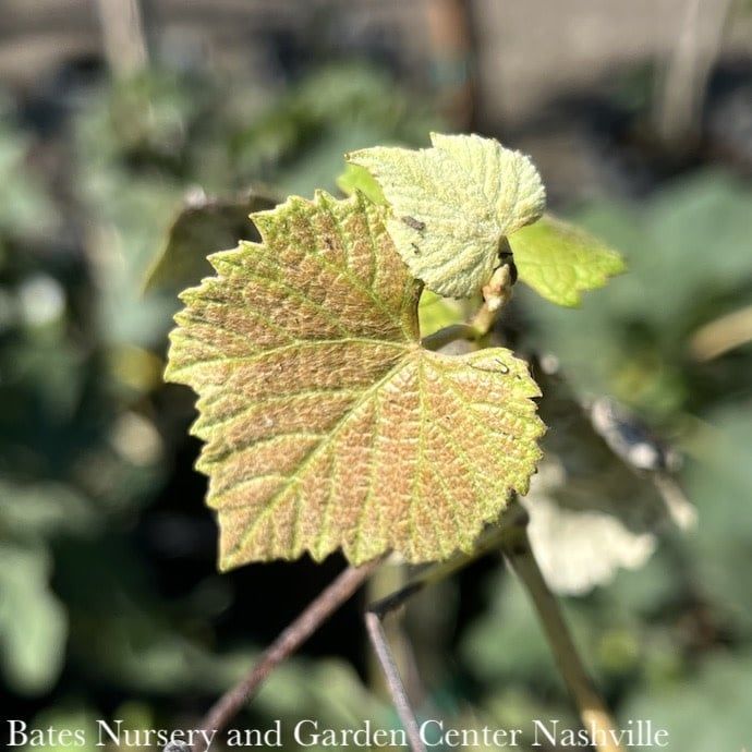 Edible #2 Vitis lab Niagara/ Green-Gold Grape
