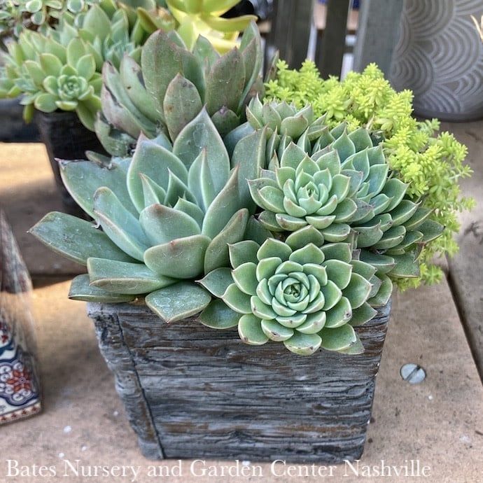 Tropical 4P Barn Grey Cube Pot w/ Succulents