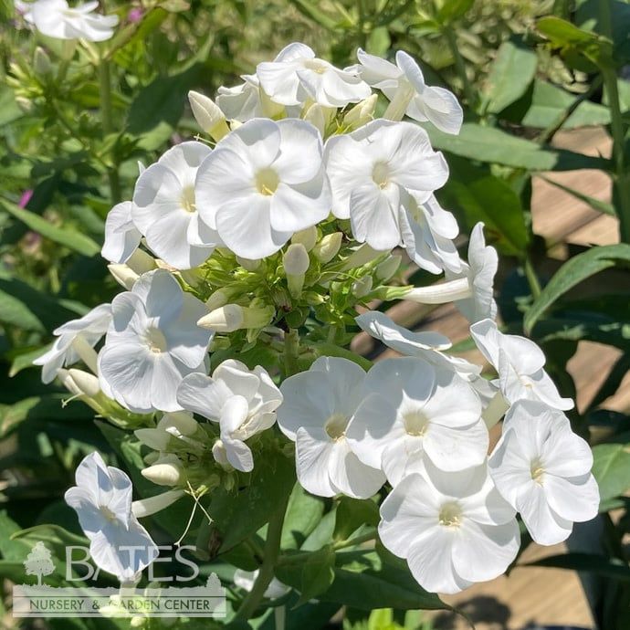 #1 Phlox pan PW Luminary 'Backlight'/ White Upright Native (TN)