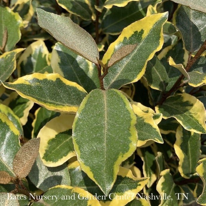 #7 Elaeagnus x ebb SL Olive Martini/ Variegated