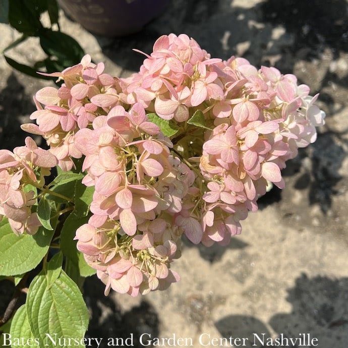 #3 Hydrangea pan Ruby Snow/ Panicle