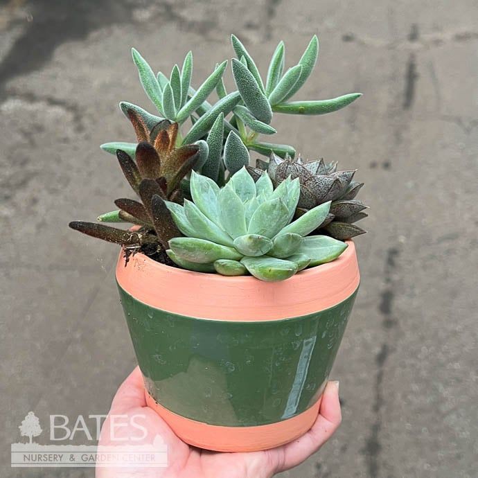 4.5P Bicolor Clay w/Succulents
