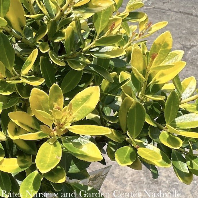 #3 Ilex cren SL Touch of Gold/ Dwarf Holly