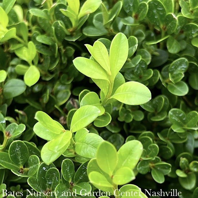 21-24" Buxus micro var japonica Jim Stauffer/ Boxwood