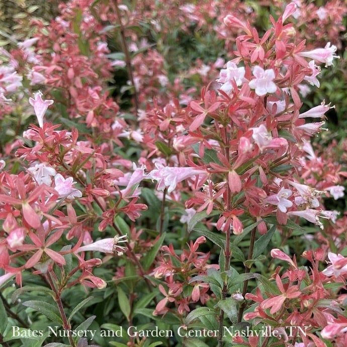#2 Abelia chin Raspberry Perfection