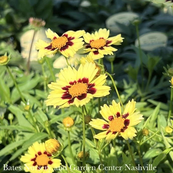 #1 Coreopsis x PW UpTick 'Cream & Red'/ Compact Tickseed